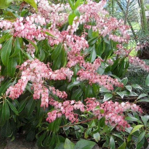 Pieris Pink Delight | Nurseryman