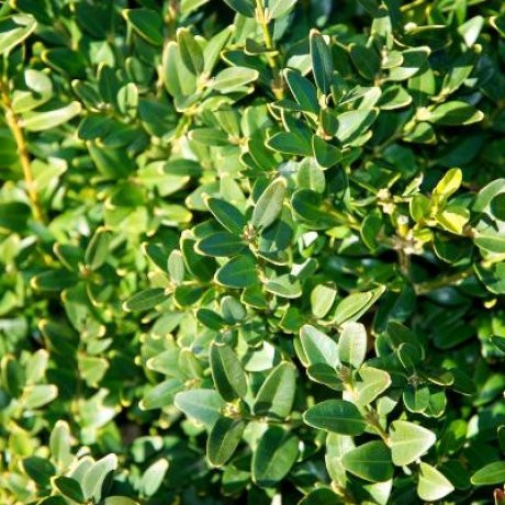 Buxus Sempervirens