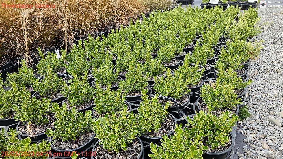 Coprosma Mini Mac | Nurseryman