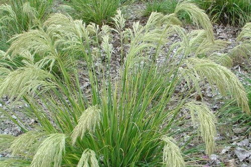 Chionochloa flavicans | Nurseryman