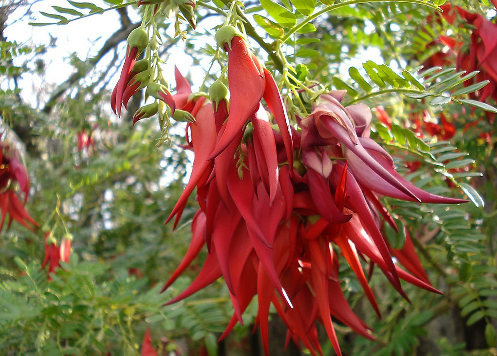 Clianthus puniceus (Kaka Beak)
