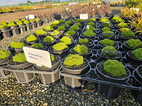 Scleranthus biflorus | Nurseryman