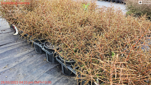 Coprosma Lobster | Nurseryman