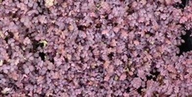 Acaena inermis 'Purpurea' | Nurseryman