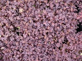 Acaena inermis 'Purpurea' | Nurseryman