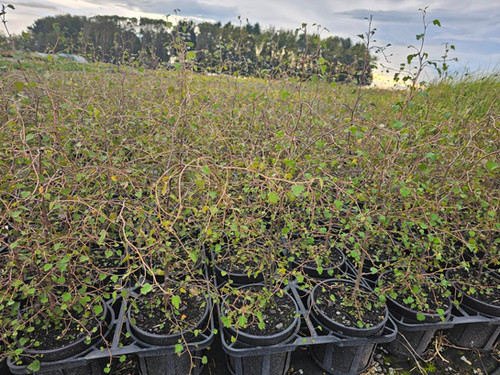 Plagianthus regius | Nurseryman