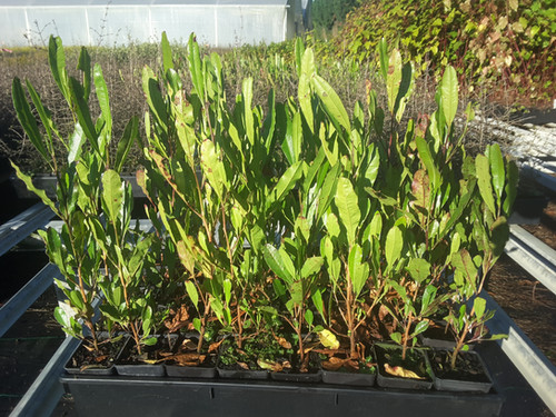 Dodonaea viscosa | Nurseryman