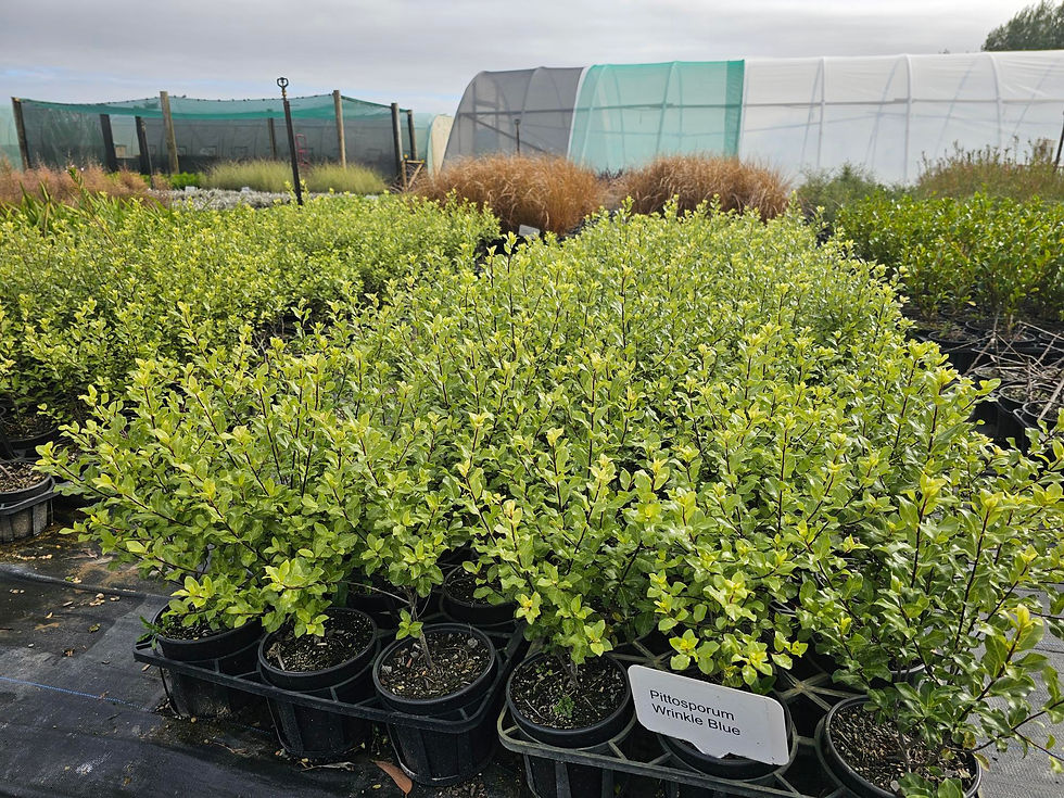 Pittosporum Wrinkle Blue | Nurseryman