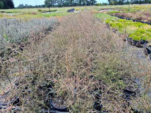 Coprosma rubra | Nurseryman