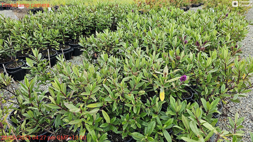 Hebe Wiri Prince | Nurseryman