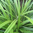 Astelia fragrans | Nurseryman