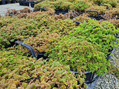 Acaena novae-zelandiae | Nurseryman