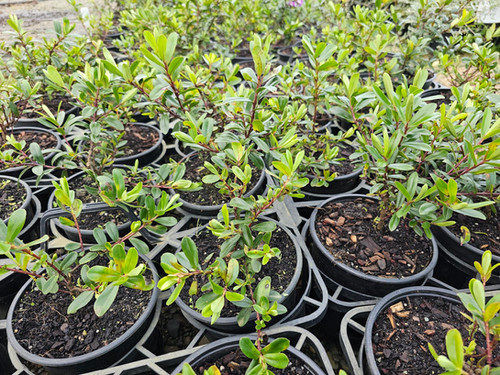 Hebe Inspiration | Nurseryman