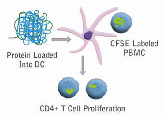 T Cell Proliferation Assays
