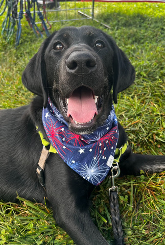 Reversible Dog Bandana- Fireworks & Popsicles | Spence K9 Academy