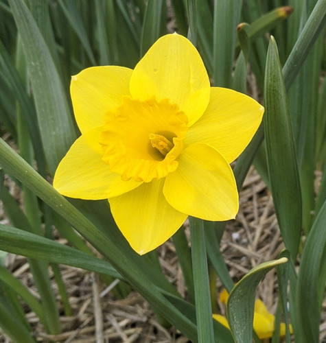 Tuscarora | Flying Colours Daffs