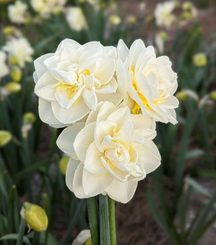 Gay Swain | Flying Colours Daffs