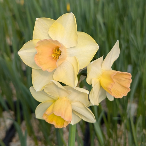 Delltone | Flying Colours Daffs