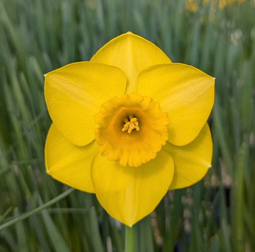 American Gold | Flying Colours Daffs