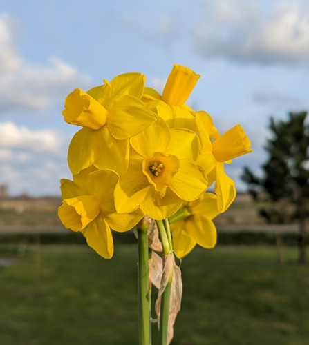 Spring Lights | Flying Colours Daffs