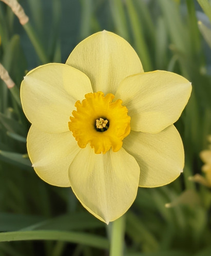 Sherwin | Flying Colours Daffs