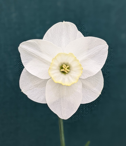 Truculent | Flying Colours Daffs