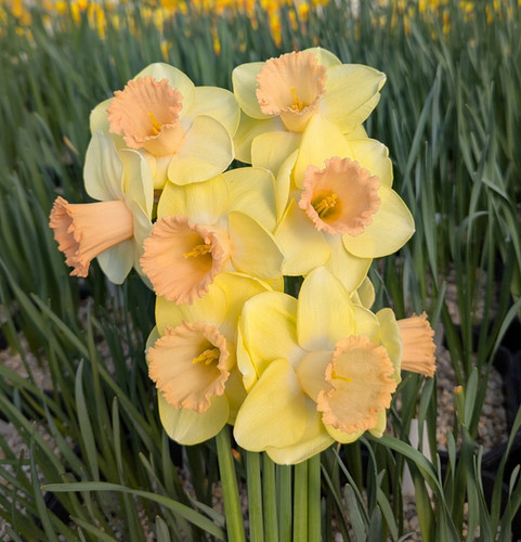 Ryland | Flying Colours Daffs