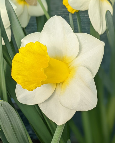 Bramley Vale | Flying Colours Daffs