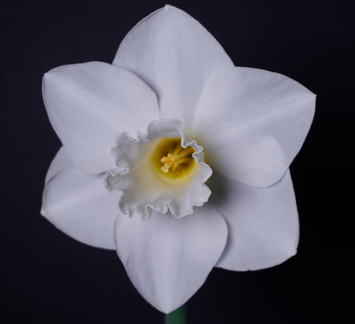 Bramcote Ice | Flying Colours Daffs