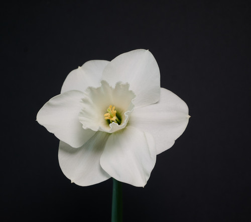 White Tea | Flying Colours Daffs