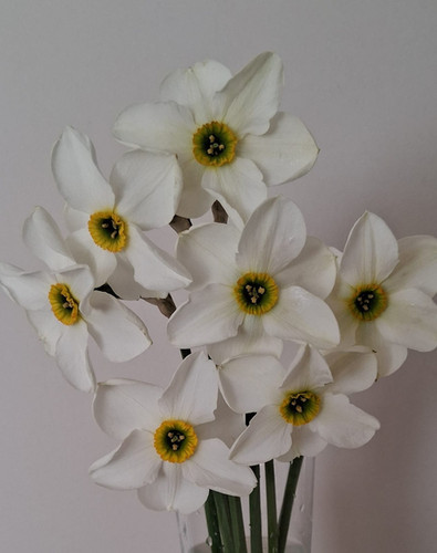 Greenpark | Flying Colours Daffs