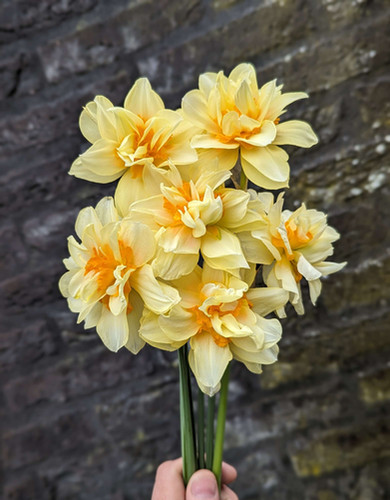 Twink | Flying Colours Daffs