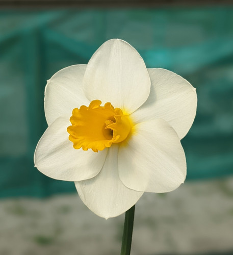 Emma-Jane | Flying Colours Daffs