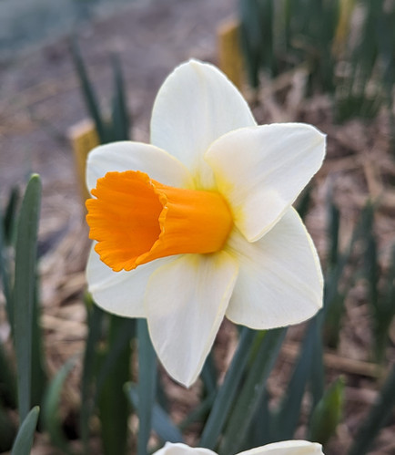 Larry's Force | Flying Colours Daffs