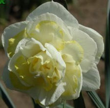 Cameo Magic | Flying Colours Daffs