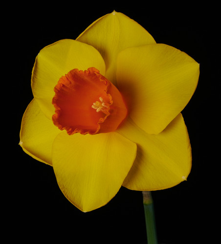 Velvet Chord | Flying Colours Daffs
