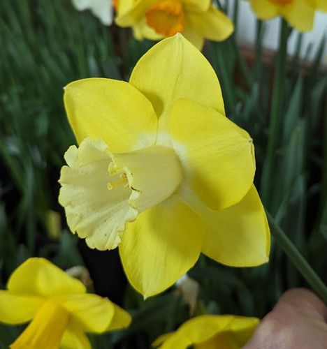 Luminosity | Flying Colours Daffs