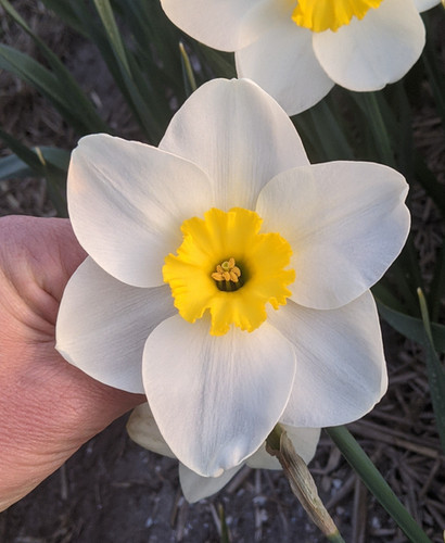 Vic Coe | Flying Colours Daffs