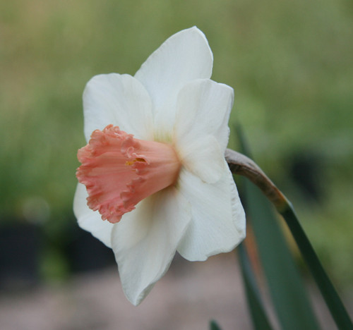 Memorial Day | Flying Colours Daffs