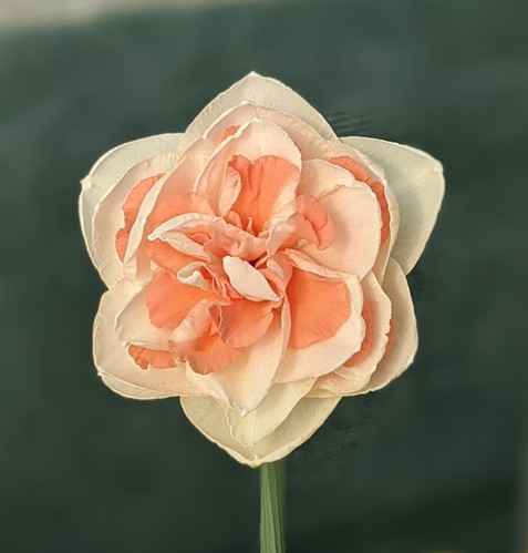 Vivash | Flying Colours Daffs