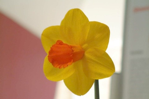 Cutting Edge | Flying Colours Daffs