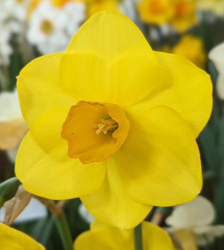 Treasure Hunt | Flying Colours Daffs