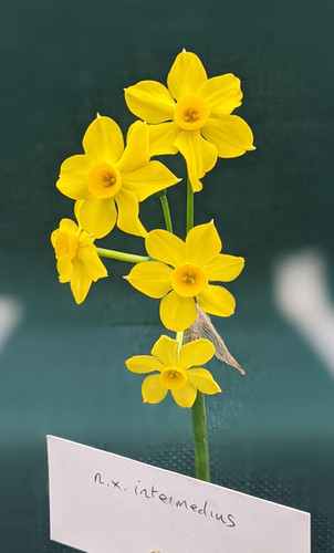 N. x intermedius - Pack of 5 | Flying Colours Daffs