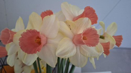 Melodia d'Amore | Flying Colours Daffs