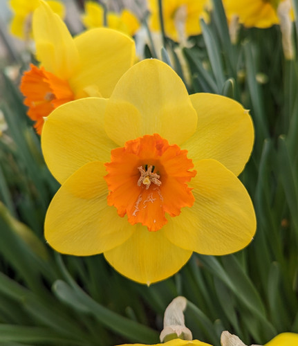 Shockwave | Flying Colours Daffs