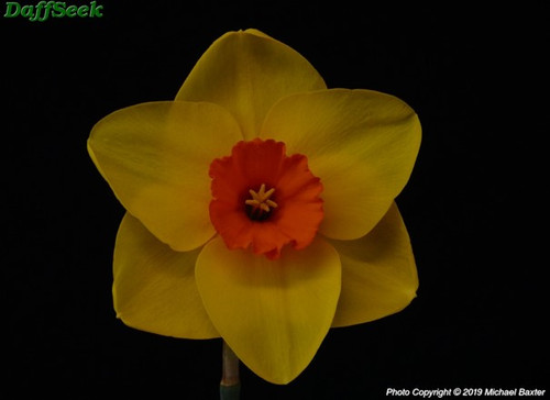 Stanway | Flying Colours Daffs