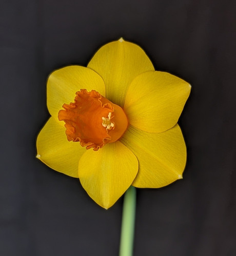 Koop | Flying Colours Daffs