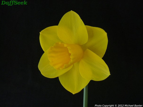 The Baltic | Flying Colours Daffs