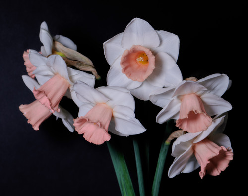 Lady Grove | Flying Colours Daffs