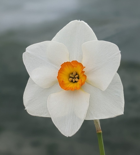 Solar Surprise | Flying Colours Daffs